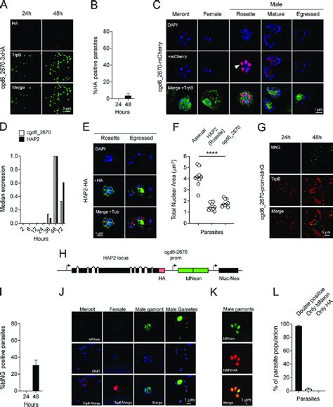 c parvum cgd6 2670 encodes a cell cycle restricted male download