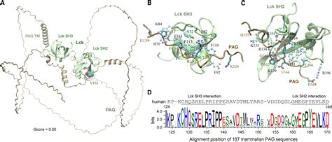 Predicting Protein Interactions Of The Kinase Lck Critical To T Cell Modulation Structure