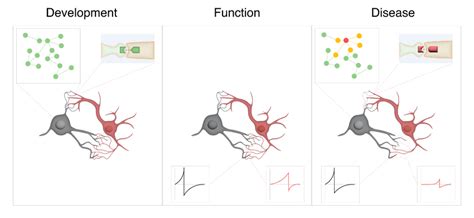 Multi Scale Interaction In Network Development Function And Disease Download Scientific