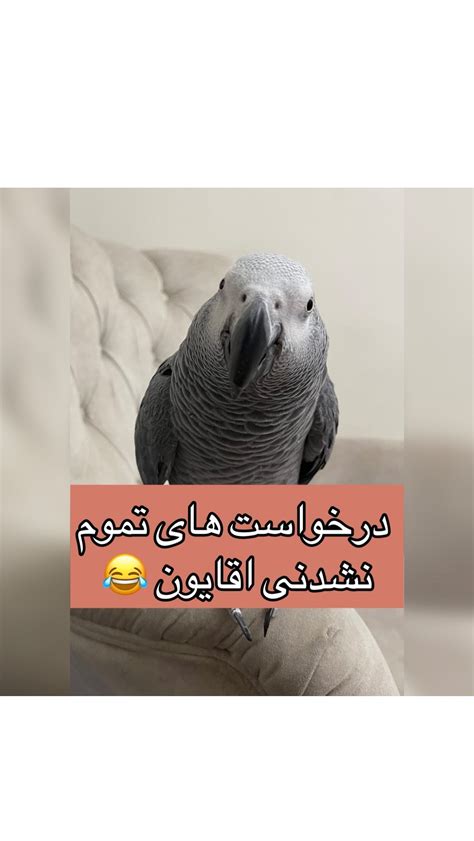 ‎👑🦜🌸فندق سلطان🌸🦜👑‎ ‎وقتی درخواست های بابام تمومی نداره 😂 نهار نخورده به فکر چاییه😂😂 بابای