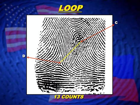 Fingerprint Classification Loop Patterns Pptx