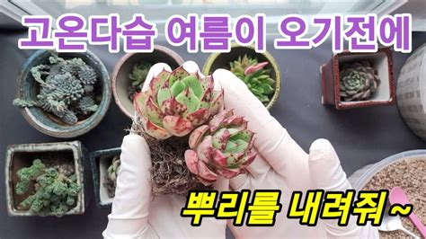 고온다습 여름이 오기전에 뿌리를 내려줘~ 다육이 분갈이 이천시민다육 옥천도요자기야 Youtube