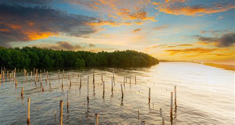 아침의 맹그로브 숲 풍경 맹그로브 숲과 해안 맹그로브 숲의 맹그로브 나무 프리미엄 사진
