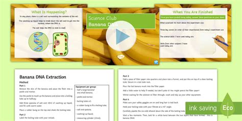 Science Club Banana DNA Extraction Activity Teacher Made