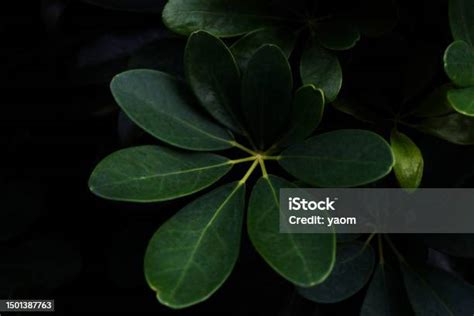 짙은 녹색의 배경 표지 환경 생태를 사용하여 자연 녹색 잎 식물 0명에 대한 스톡 사진 및 기타 이미지 0명 경관 계절 Istock