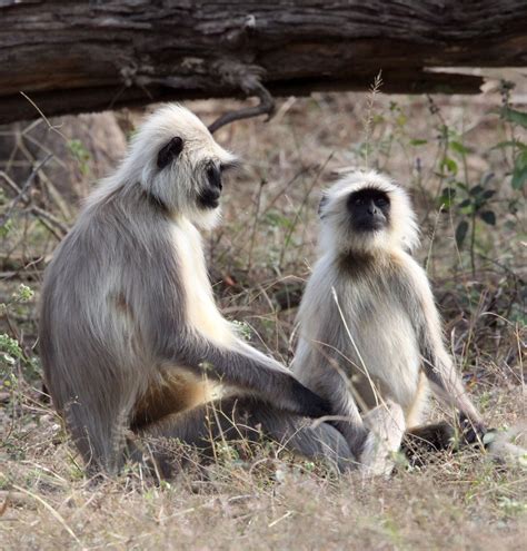 Semnopithecus Entellus Bengal Plains Hanuman Or Sacred Langur
