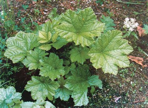 лекарственные травы Заманиха высокая (Эхинопанакс высокий) (Echinopanax ...