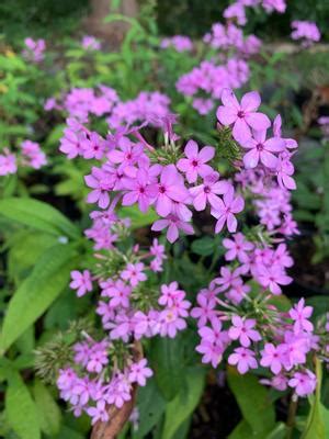 Phlox Paniculata Jeana Garden Phlox From Colesville Nursery