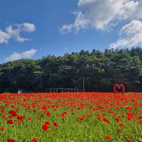 꽃양귀비마을 비 온 다음날은 하늘이 무척이나 맑고 예뻐 죙일 사진찍느라 재미있었어요 꽃양귀비 90프로 이상 만개하였고 꽃양귀비는 하루 또는 이틀만 피고 꽃이 떨어집니다