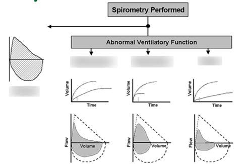 Diagram Of Resp Lung Function Quizlet