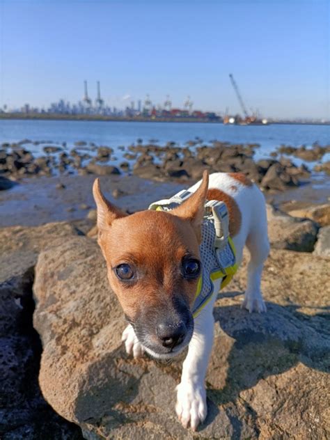 Itconnexion On Linkedin Sophosthepup Trustedcompanions Sophos