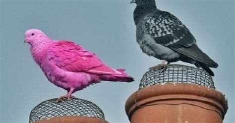 분홍색 비둘기 포착이럴 수가 있나