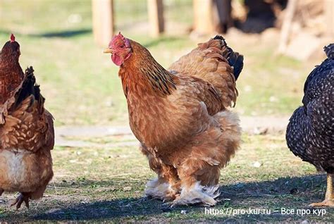 Куры с лохматыми лапами ТОП 12 пород с фото и описанием