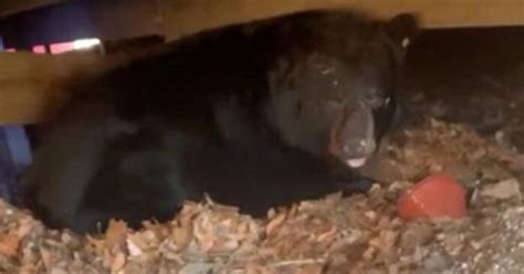 겨울잠 좀 자고 갈게요…미국 가정집 마당서 동면 중인 곰 발견