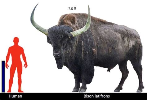 Size Comparison Of An Adult Human To The Giant Extinct Bison Latifrons
