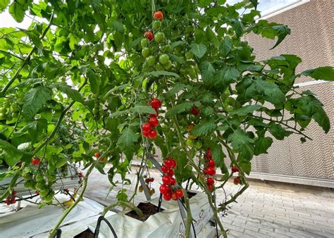 Nasser Abu Alragheb Posted On Linkedin