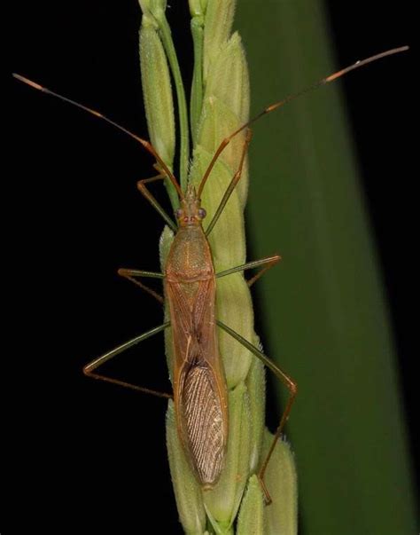 Rice Bug Irri Rice Knowledge Bank