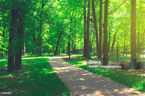 돌 화창한 여름 아침에 빈 그늘진 공원도로 타일 신선한 녹색 잔디 및 나무 길 따라 무성 한 단풍으로 빛에 대한 스톡 사진 및 기타 이미지 Istock