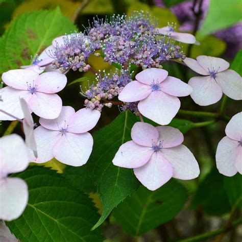 Hydrangea Macrophylla Cloudi Hortensia à Fleurs Bleu Pâle