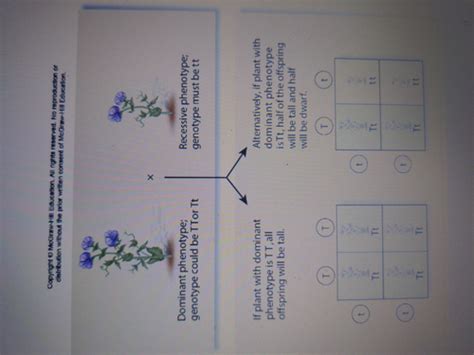 Biol 2040 Chapter 17 Simple Patterns Of Inheritance Flashcards Quizlet