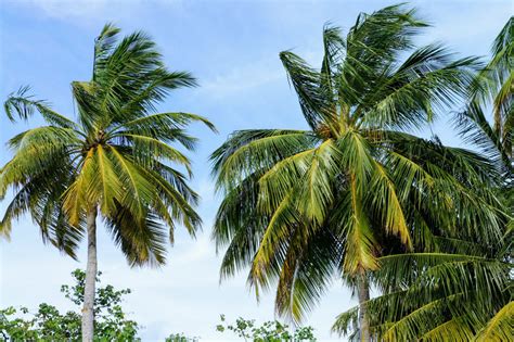 무료 이미지 나무 야자수 잎 녹색 밀림 식물학 플로라 파란 하늘 구름 초목 열대 우림 카리브 해의 이국적인 부분적으로 흐린 꽃 피는 식물