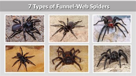 7 Types Of Funnel Web Spiders Found In Australia Id And Pictures