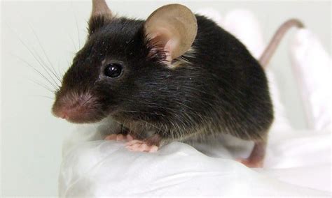Japanese Scientists Create Genetically Modified Mouse That Tweets Like