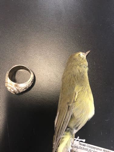 Ornithology Lab Exam 2 Flashcards Quizlet