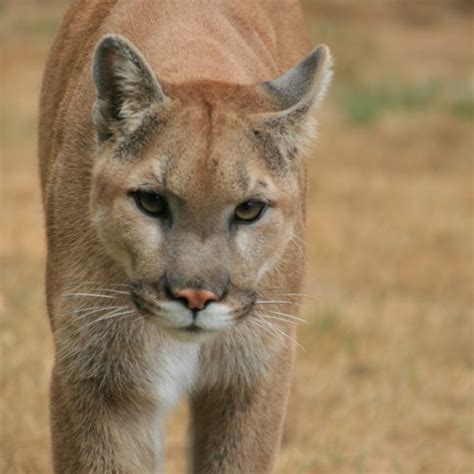 Cougar Ear Markings