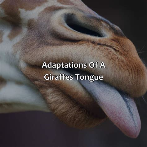 What Color Is A Giraffes Tongue