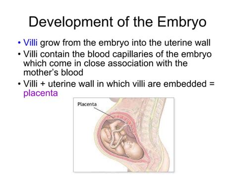 Chapter 17 Reproduction In Humans Lesson 3 Sexual Intercourse