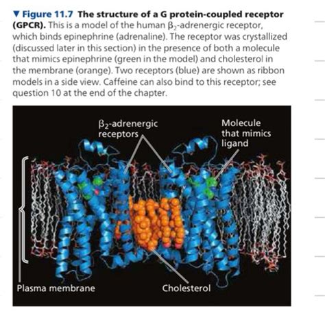 Chapter 11b Cell Communication Flashcards Quizlet