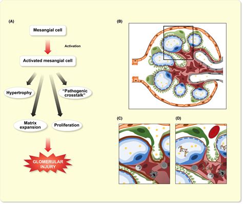 The Role Of The Mesangium In Glomerular Function Boi 2023 Acta