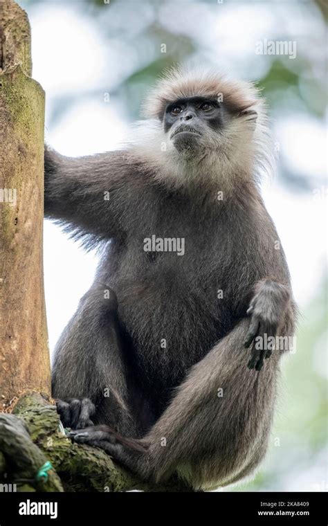 The Purple Faced Langur Semnopithecus Vetulus Is A Species Of Old