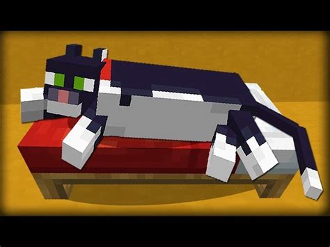 What Is The Easiest Way To Get A Cat In Minecraft