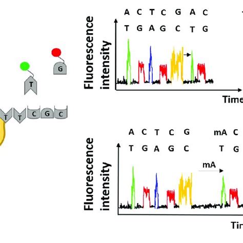 Schematic Representation Of A Nanopore Detecting Ionic Current Of A Download Scientific