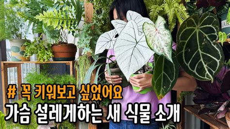 올봄에는 칼라디움 안스리움 예쁜 관엽식물로 정원을 꾸며보세요 키우지 않으면 후회 할 거 같아서 꼭 키워보고 싶은 식물을