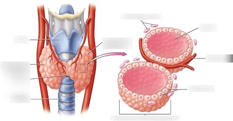 Thyroid Diagram Quizlet