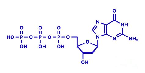 Deoxyguanosine Triphosphate Nucleotide Molecule Photograph By Molekuul Science Photo Library