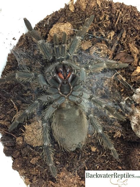 How Do Tarantulas Molt