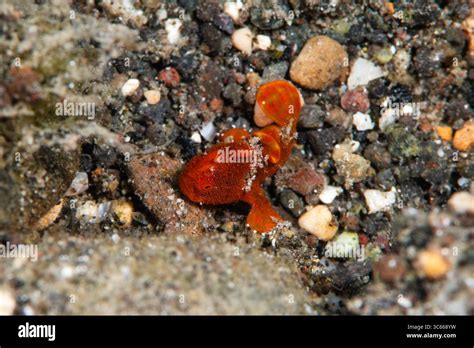 View Of A Vibrant Orange Frogfish A Tiny Marvel Against The Dark