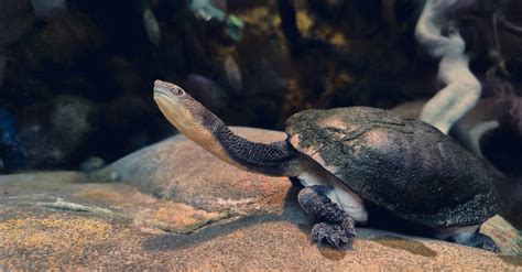 The Florida Softshell Turtle Bite A Complete Guide Eye And Pen