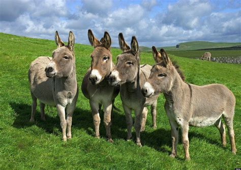 Donkey Hd Wallpapers Top Free Donkey Hd Backgrounds Wallpaperaccess