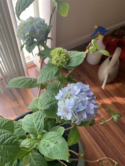 How To Identify And Treat Hydrangea Diseases Gardeners Path