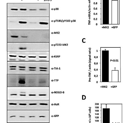 Western Blot Analysis Of Protein Distribution In Polysome Profiling And Download Scientific