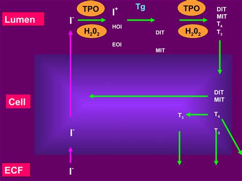 Thyroid Hormones And Anti Thyroid Drugs Ppt