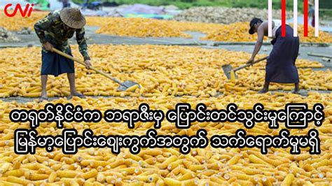 တရုတ်နိုင်ငံက ဘရာဇီးမှ ပြောင်းတင်သွင်းမှုကြောင့် မြန်မာ့ပြောင်းစျေးကွက်အတွက် သက်ရောက်မှုမရှိ