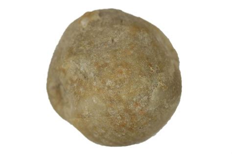 2 Permian Crinoid Calyx Embryocrinus Timor 190071 For Sale