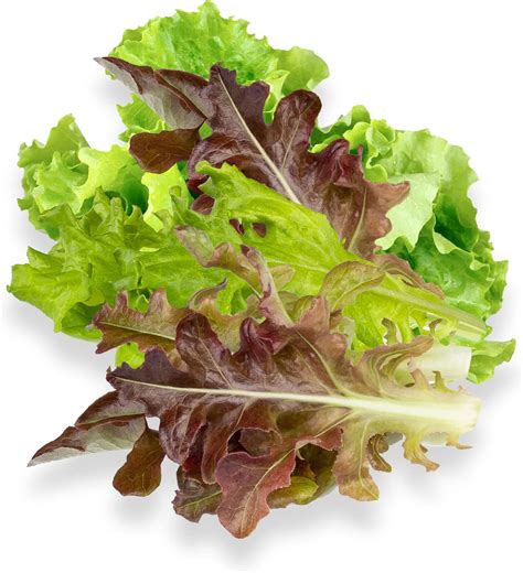 Gourmet Looseleaf Lettuce Blend Complete Seed Pod Plugs