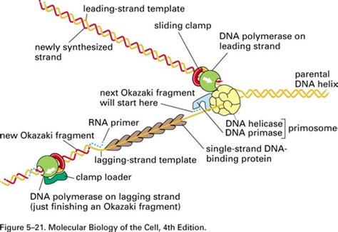 Cell Molecular Dna Replication Flashcards 21 11 Flashcards Quizlet